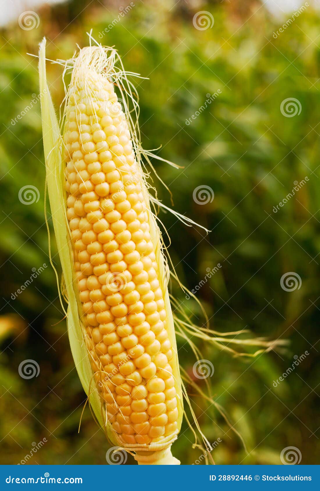 Ear Of Corn