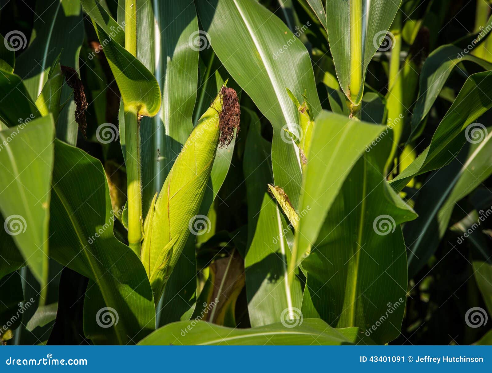 Ear of corn stock image. Image of farming, leaves, farms - 43401091