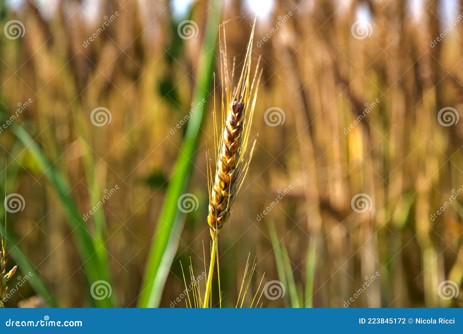 Ear Of Corn Seen Up Close With A Wheat Field In Background Stock Image ...
