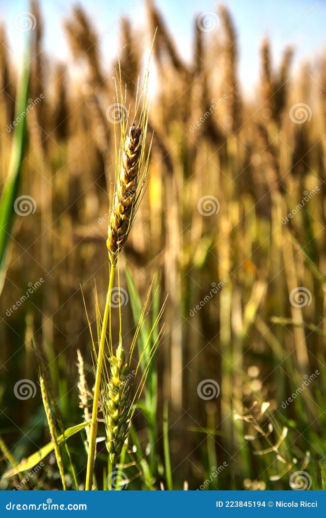 Ear Of Corn Seen Up Close With A Wheat Field In Background Stock Image ...