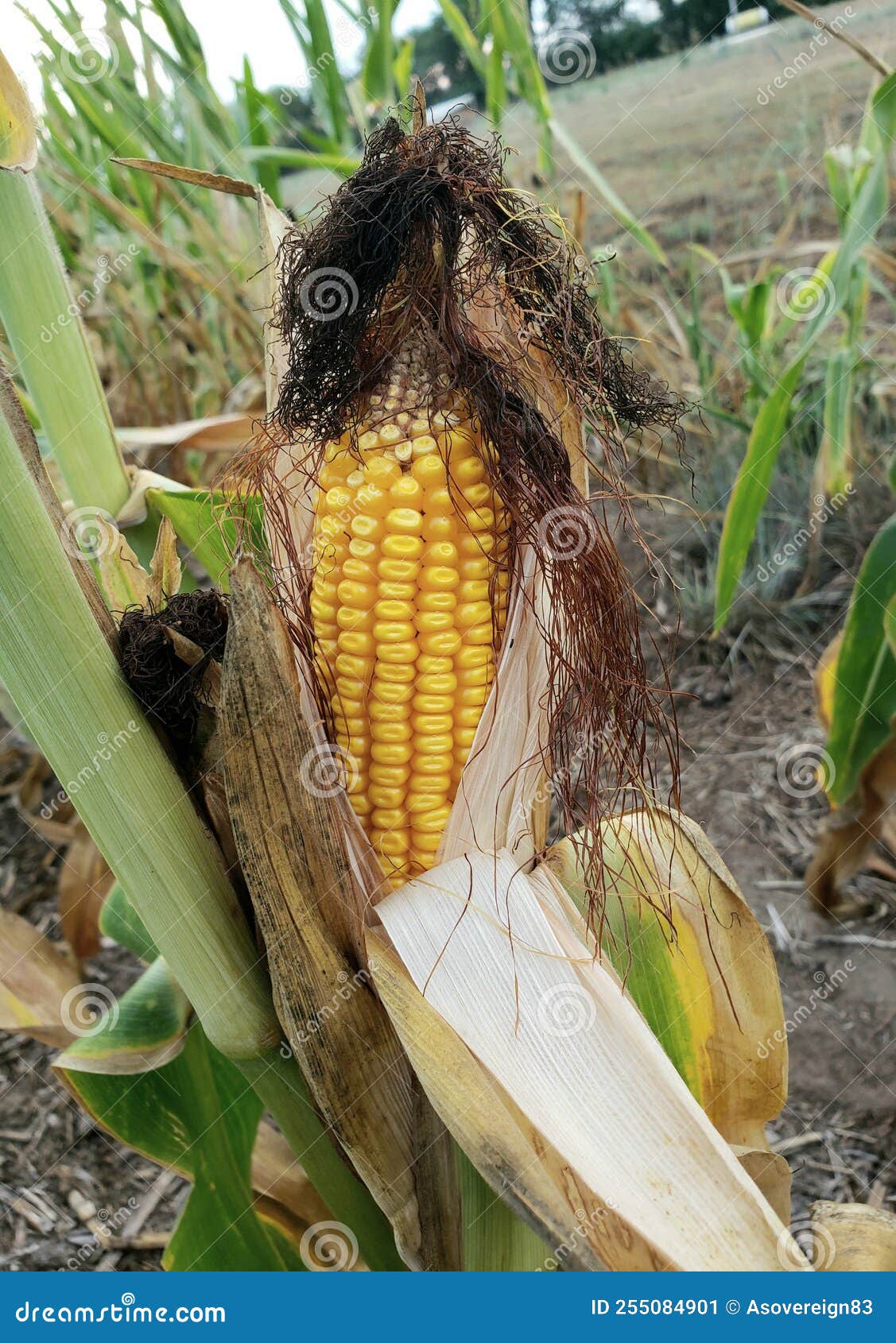 Ear of Corn with Silk and Husk on Stalk. Stock Image - Image of silk ... Ear of Corn with Silk and Husk on Stalk. Stock Image - Image of silk ...