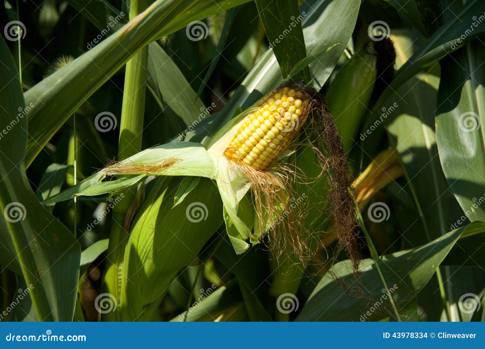 Ear Corn stock photo. Image of plant, rows, tassels, harvest - 43978334