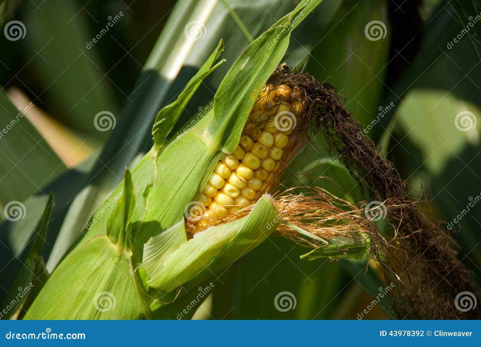 Ear Corn stock photo. Image of farm, feed, plant, rows - 43978392