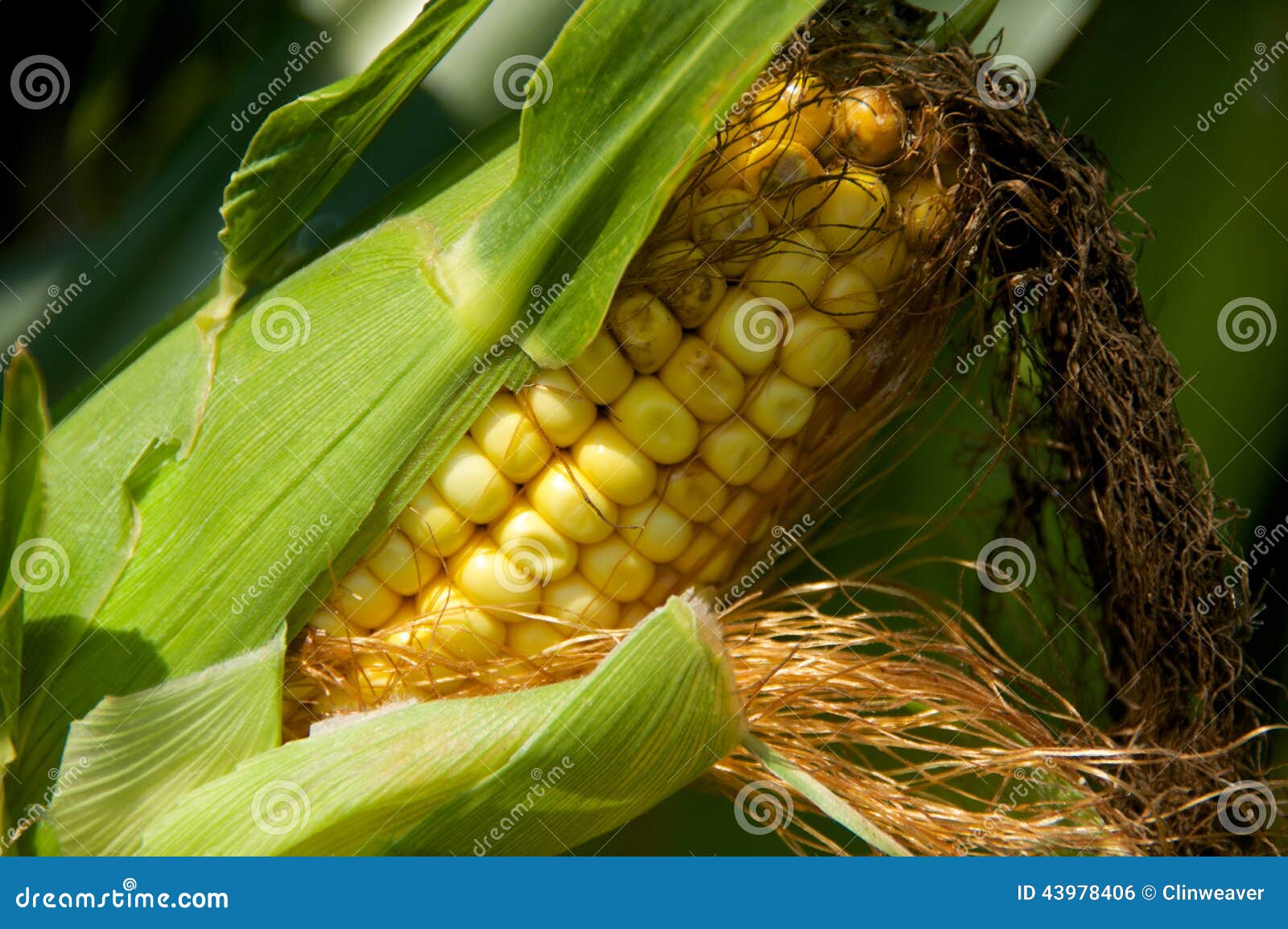 Ear Corn stock photo. Image of leaves, crop, rows, grain - 43978406