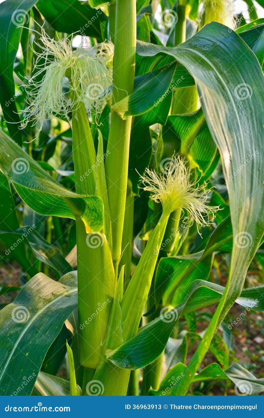 Ear of corn stock image. Image of harvest, cloud, landscape - 36963913