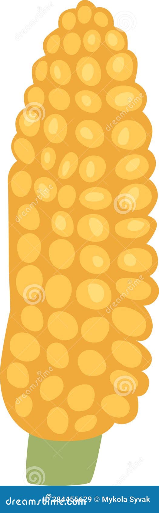 Ear of Corn stock vector. Illustration of corncob, isolated - 284455629
