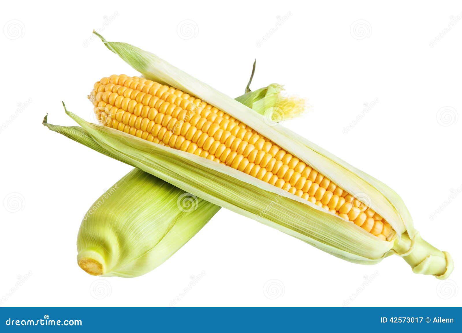 An Ear of Cornn Isolated on the White Stock Image - Image of husk ...