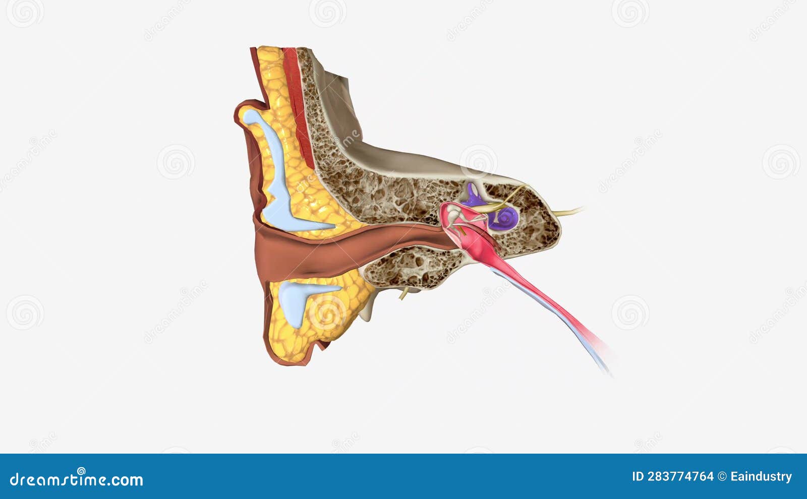 Ear Coronal Cross Section stock footage. Video of head - 283774764