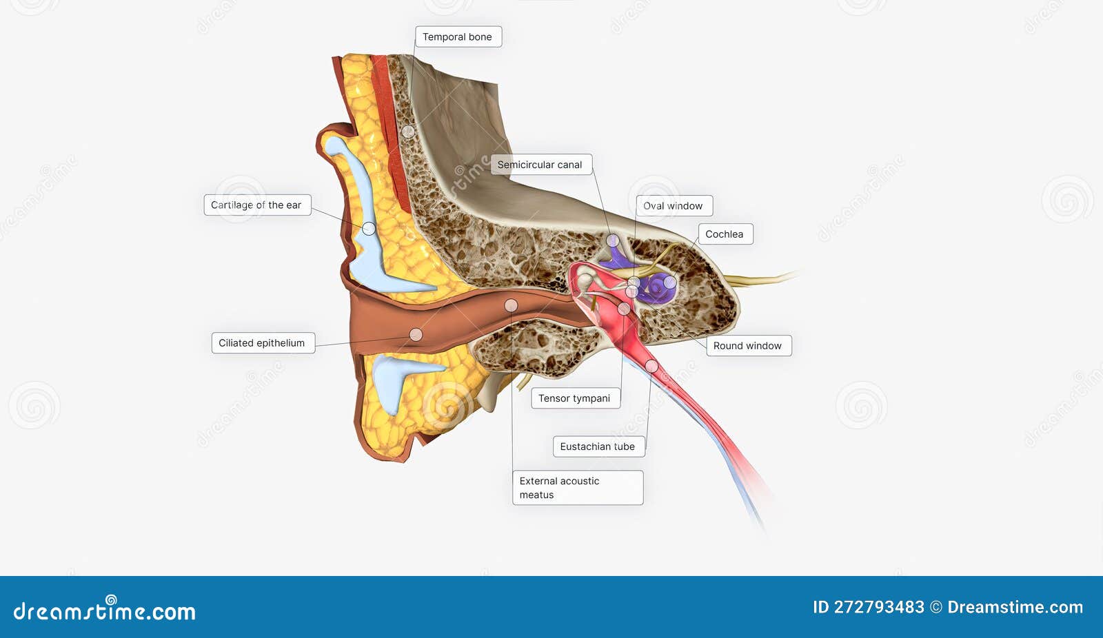 Coronal Section Of The Brain Royalty-Free Stock Photo | CartoonDealer ...