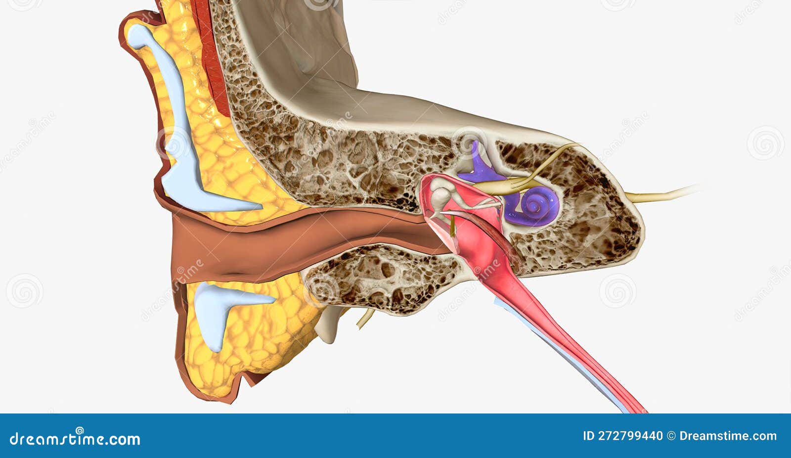 The Ear Coronal Cross Section Stock Illustration - Illustration of ...