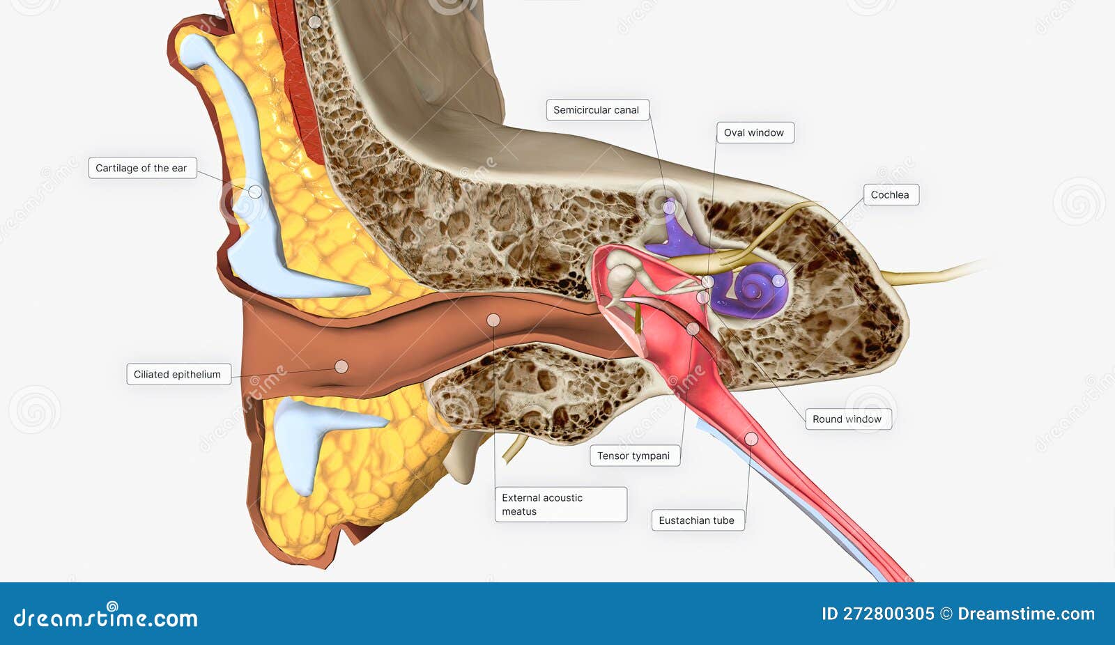 The Ear Coronal Cross Section Stock Illustration - Illustration of ...