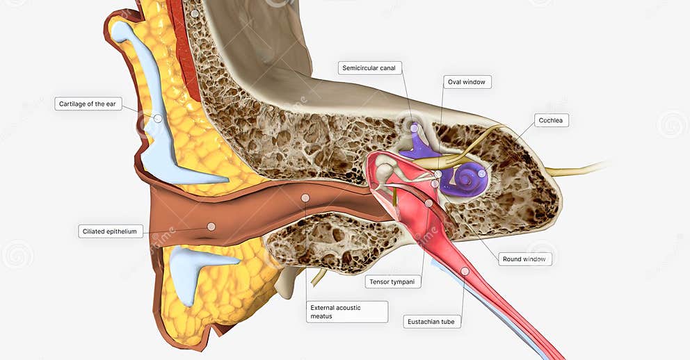 The Ear Coronal Cross Section Stock Illustration - Illustration of ...