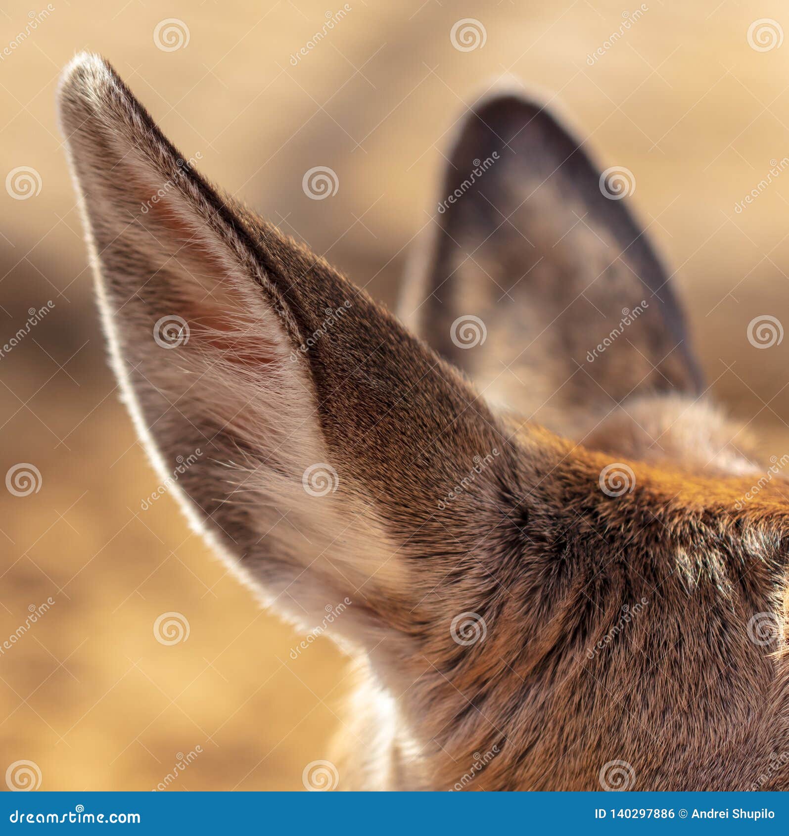 Ear of a deer in the park stock photo. Image of grey - 140297886