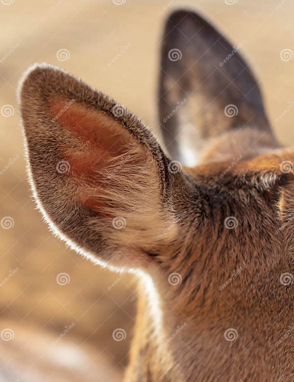 Ear of a deer in the park stock image. Image of ears - 140698715