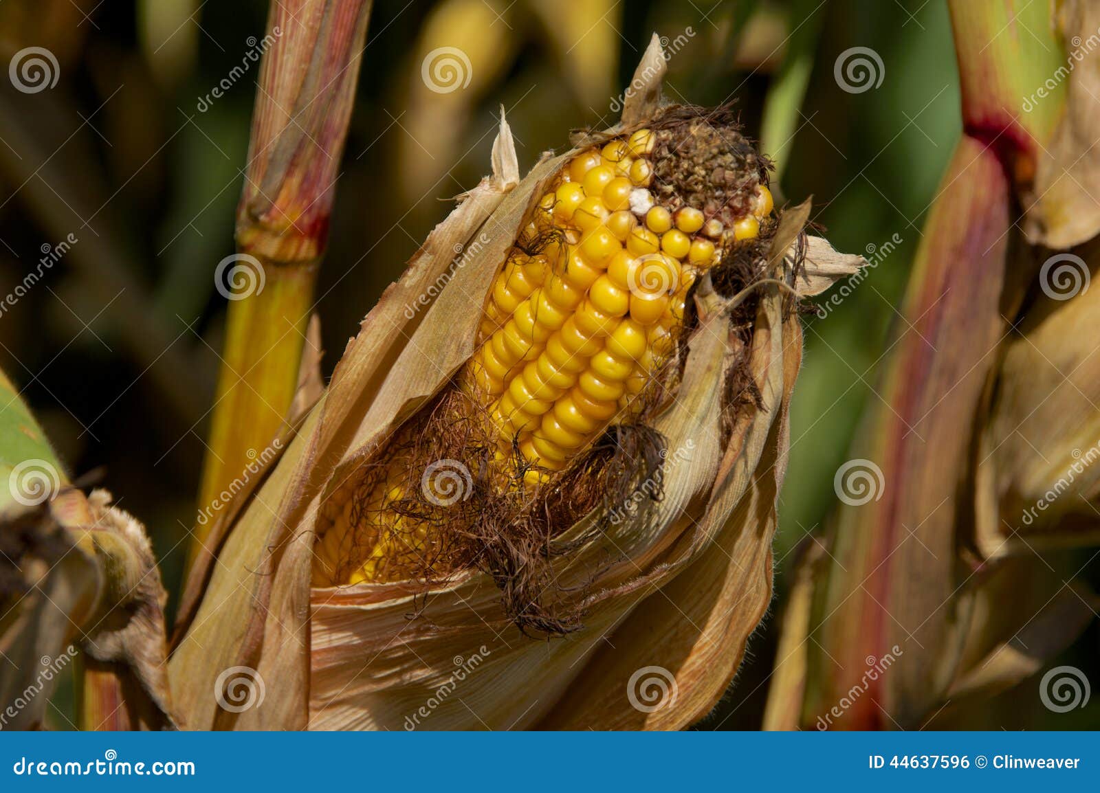 Ear of Field Corn stock photo. Image of husk, kernels - 44637596
