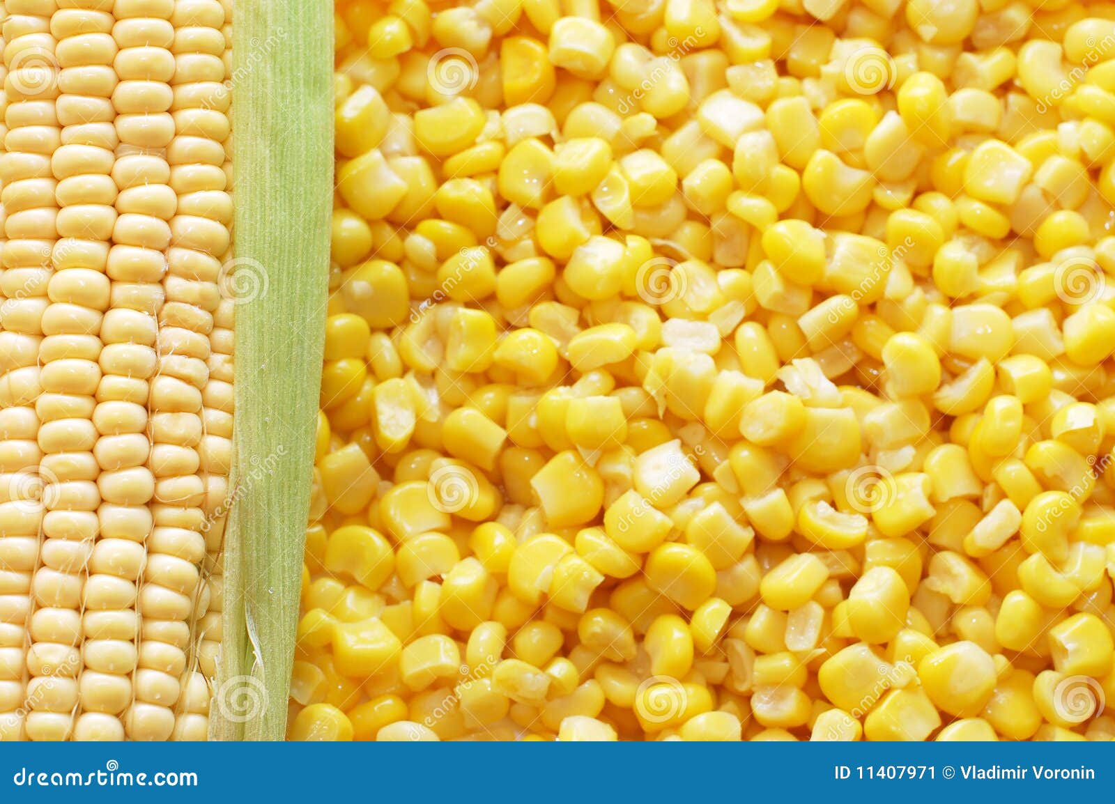 Two Fresh Corn, Soft And Dense Corn Kernels Texture Royalty-Free Stock ...