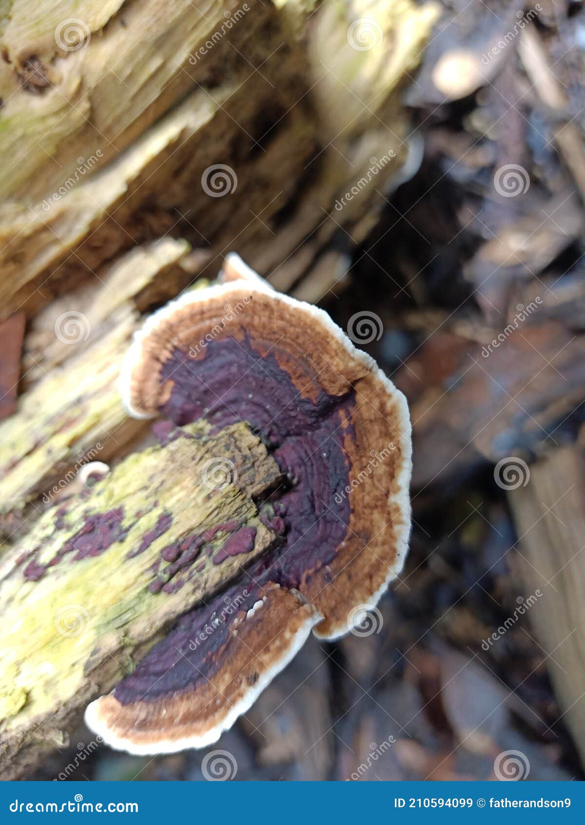 The Ear Fungus at the End of the Rotting Tree Trunk. Stock Image ...
