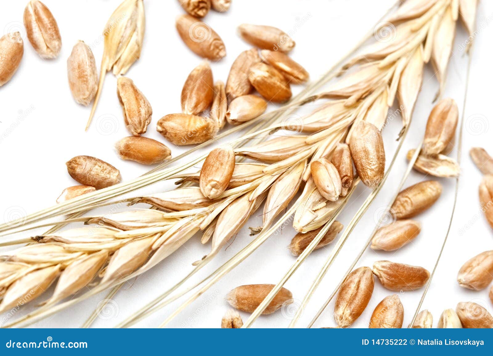 Ear and grain stock photo. Image of wheat, seed, rural - 14735222
