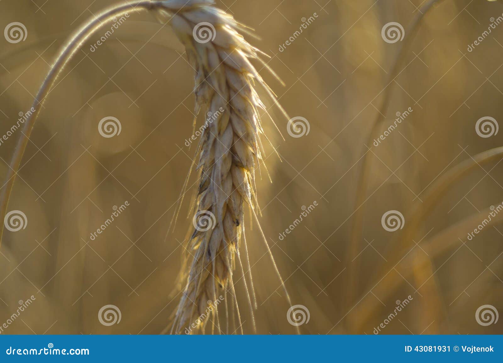 Ear of grain stock image. Image of wheat, soul, grains - 43081931