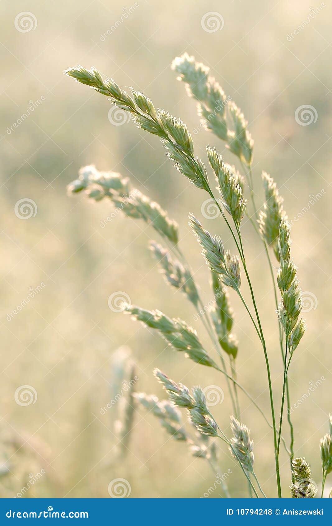 Ear of Grass on a Field of Wheat Stock Photo - Image of leaf, blade ...
