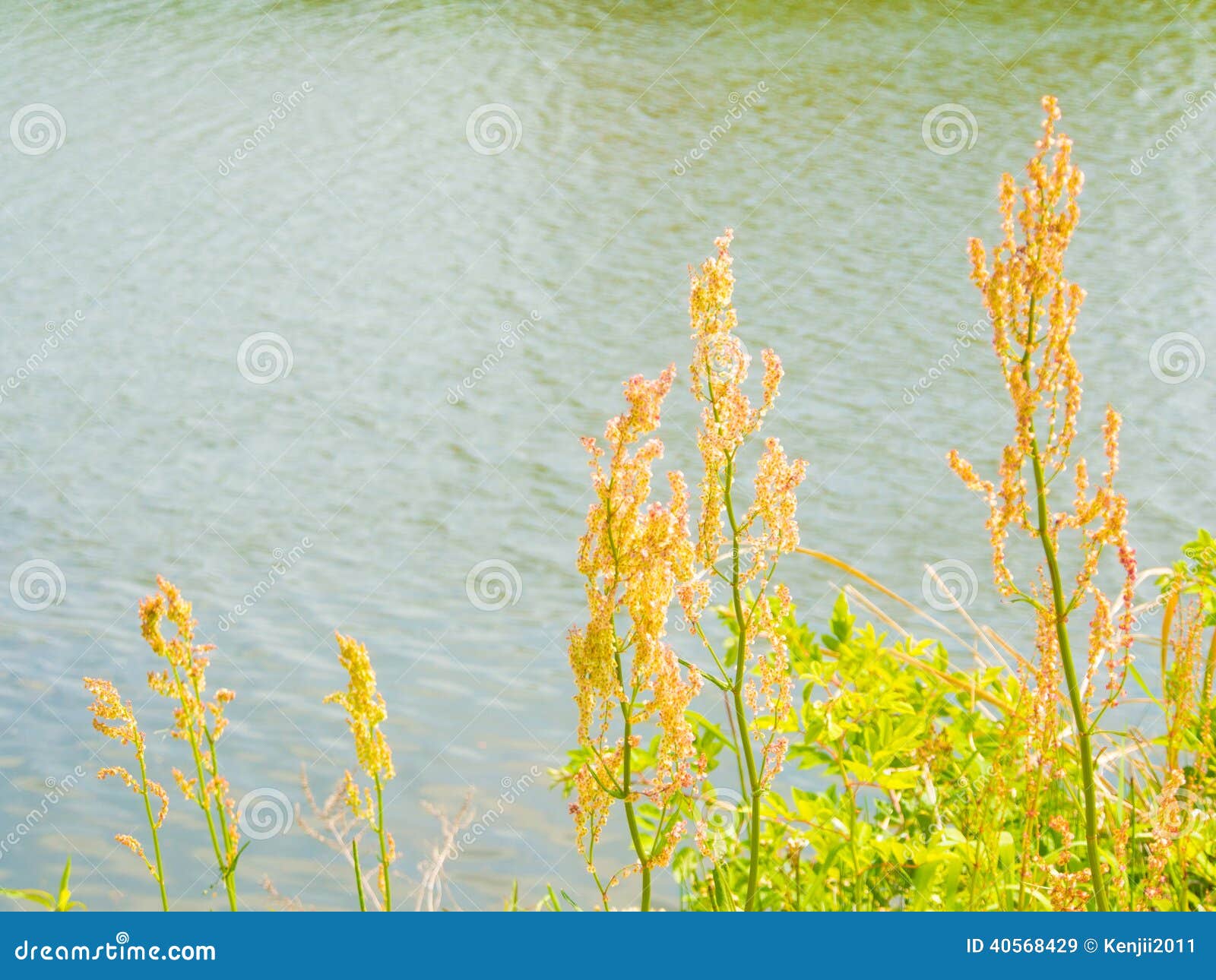 Ear of Grass on Riverbank in the Early Summer Stock Image - Image of ...