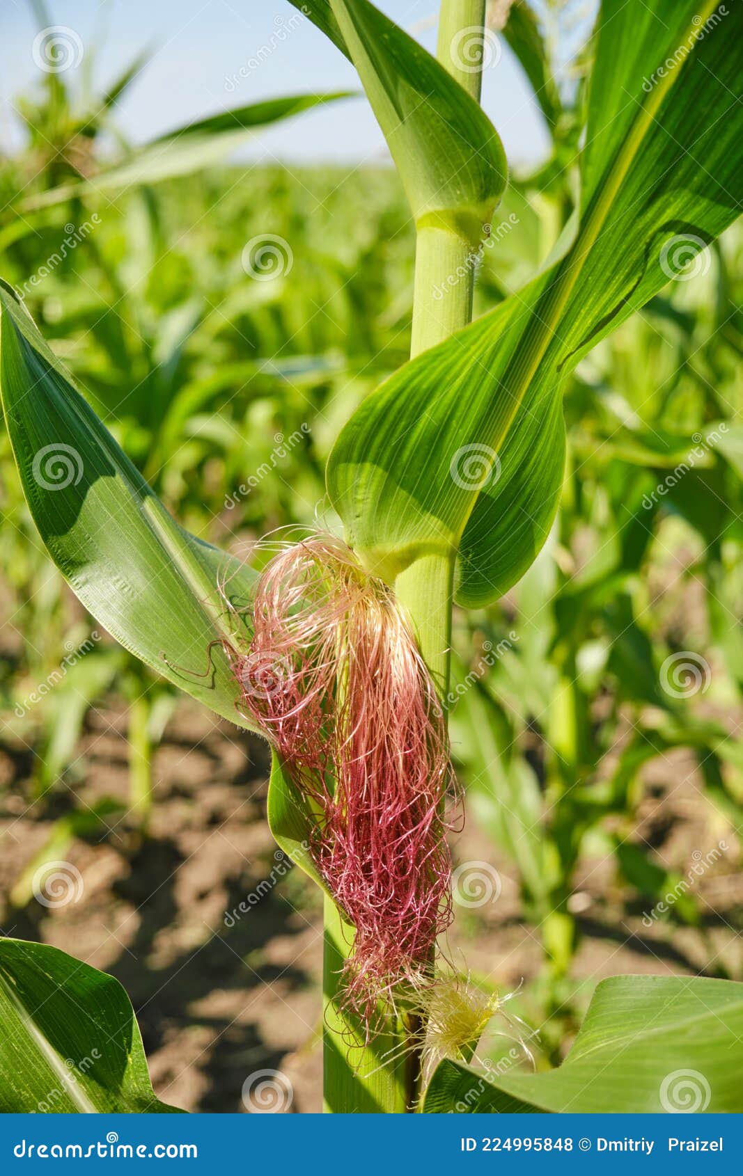 An Ear of Growing Unripe Corn in a Corn Field Stock Photo - Image of ...