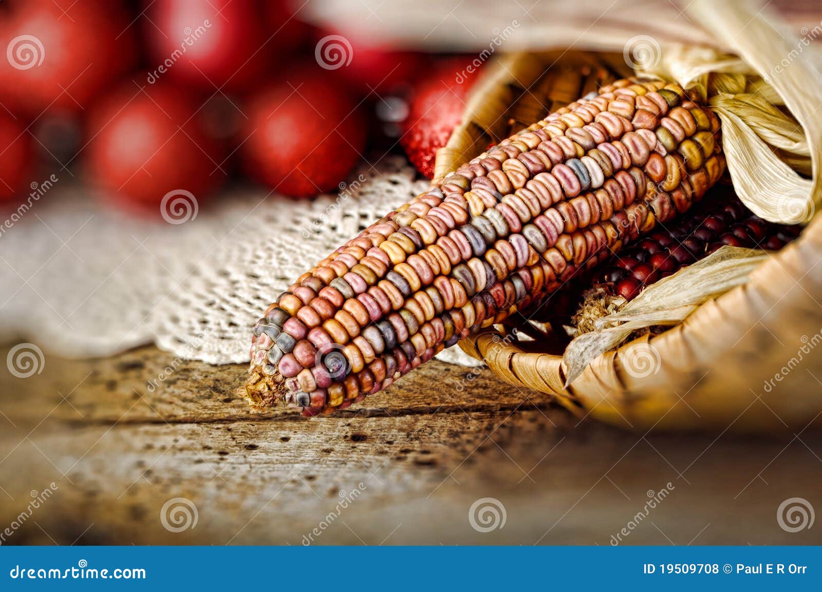Ear of Indian Corn in Basket Stock Photo - Image of grain, colorful ...