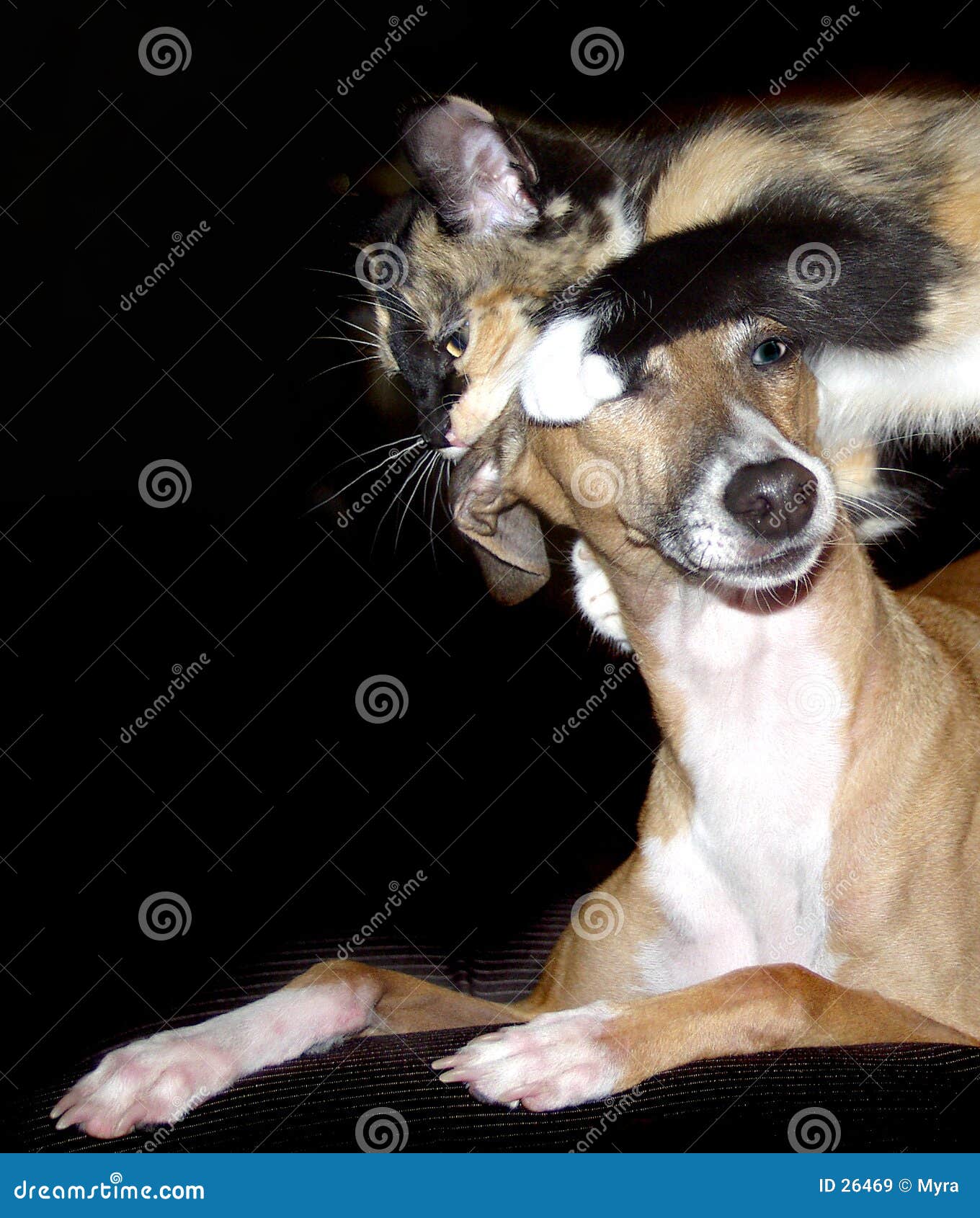 Ear Inspection. stock image. Image of friends, ears, teasing - 26469