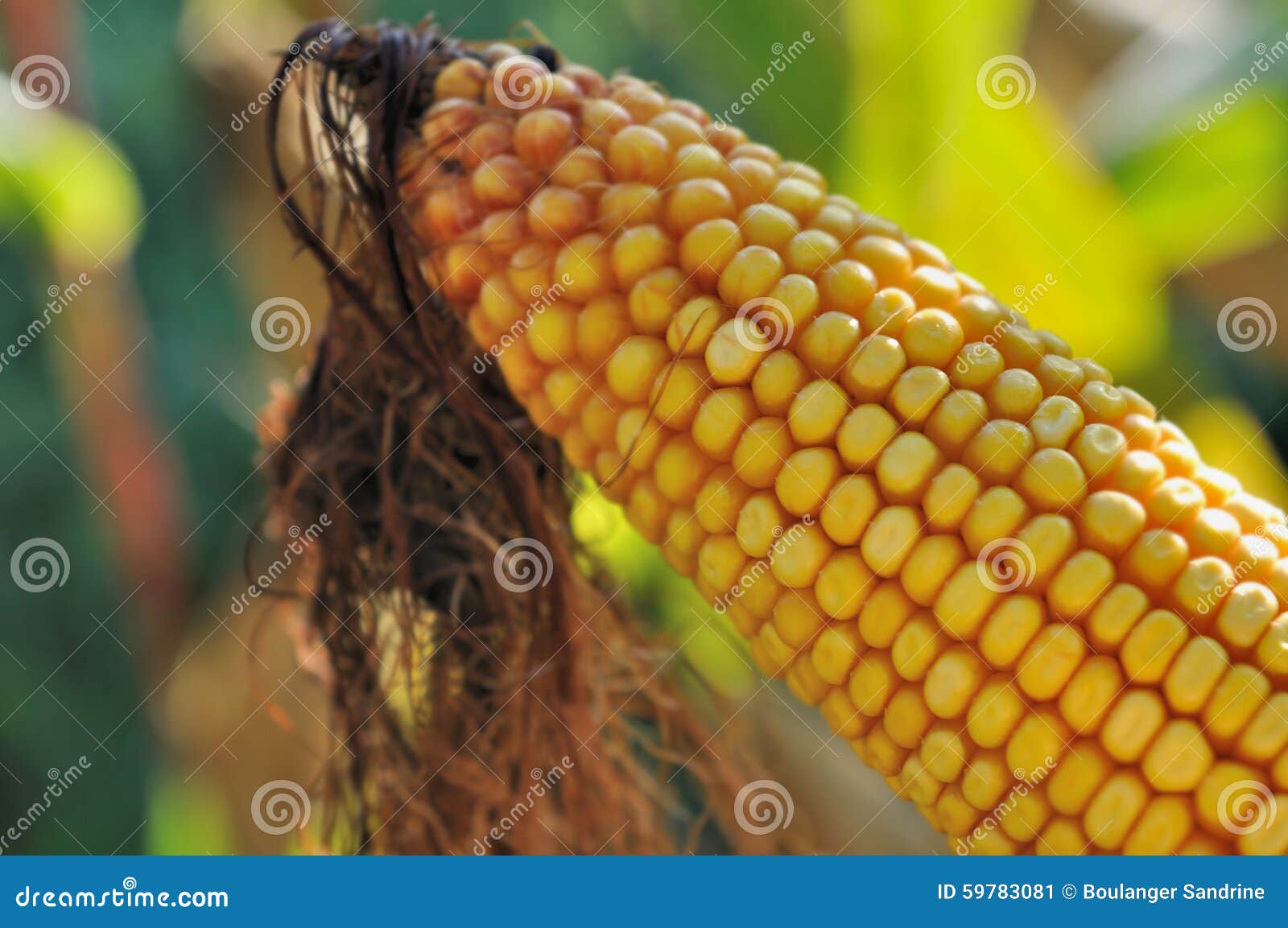 Ear of maize stock image. Image of field, harvest, seed - 59783081