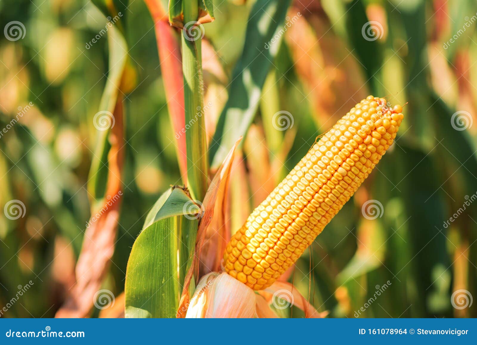 Ear of Maize with Ripe Kernels in Cultivated Field Stock Photo - Image ...
