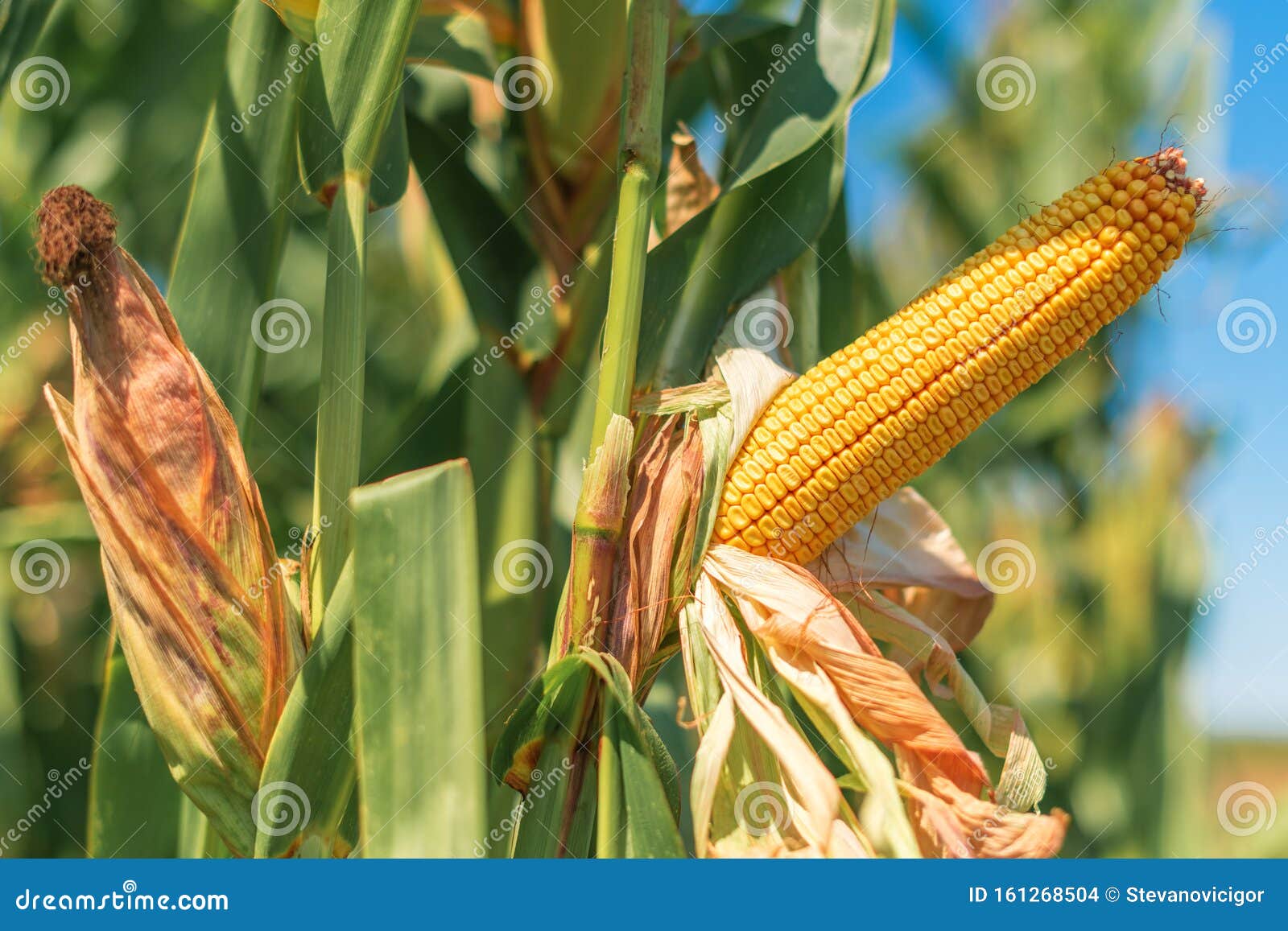 Ear of Maize with Ripe Kernels in Cultivated Field Stock Photo - Image ...