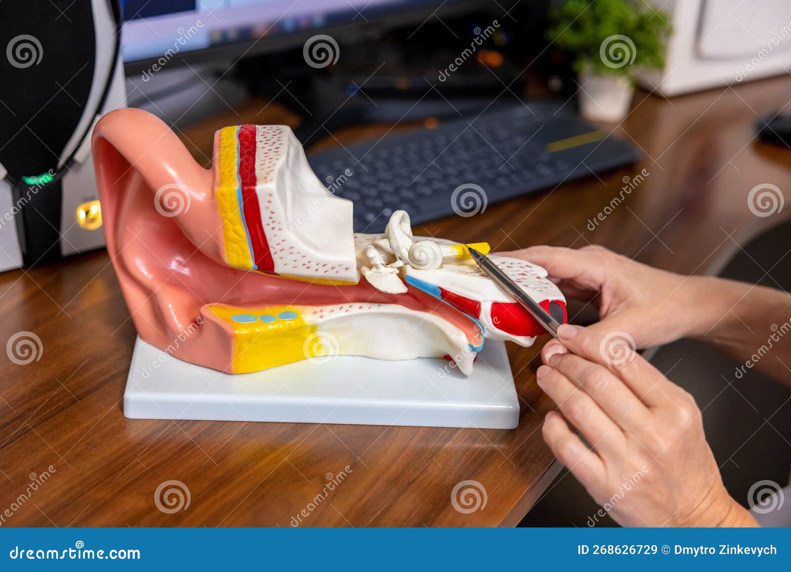 ENT Doctor Showing the Ear Model Stock Image - Image of practitioner ...