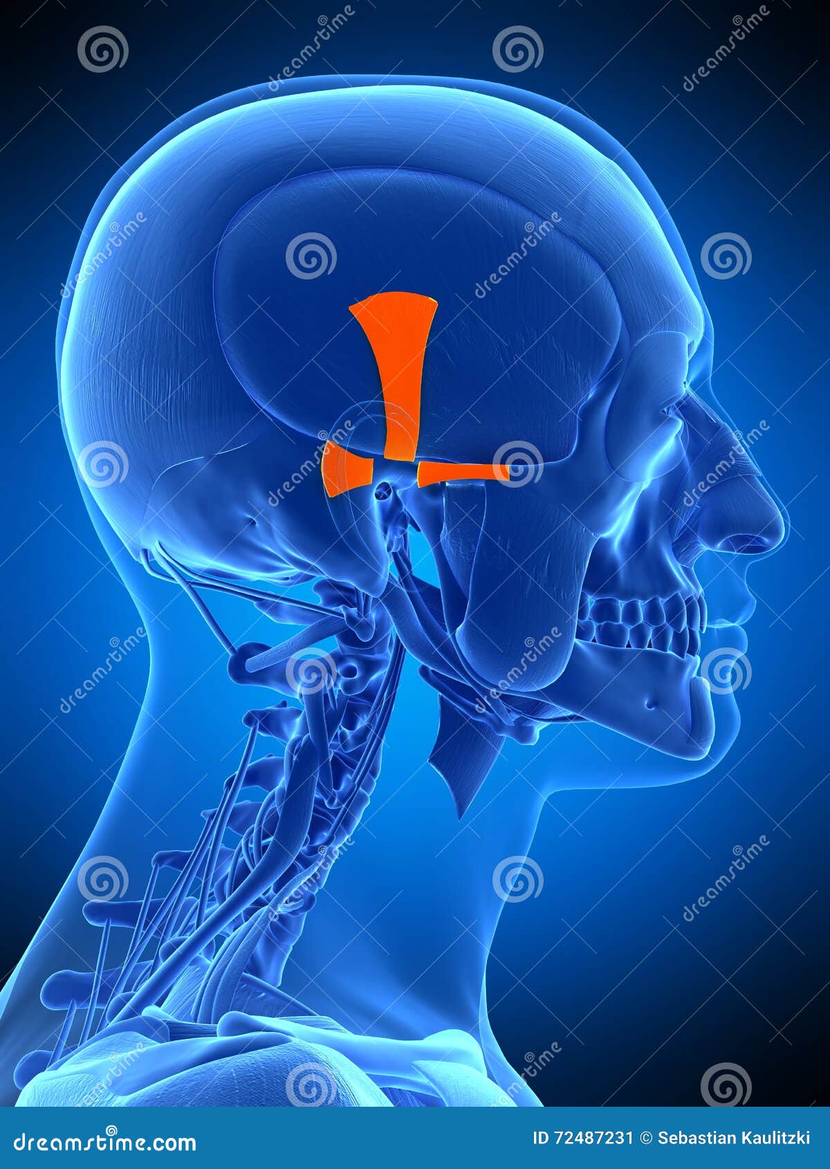 The ear muscle stock illustration. Illustration of muscular - 72487231