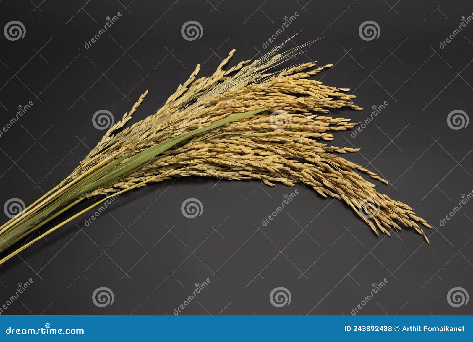 Ears Of Rice. Stock Photo | CartoonDealer.com #226520802