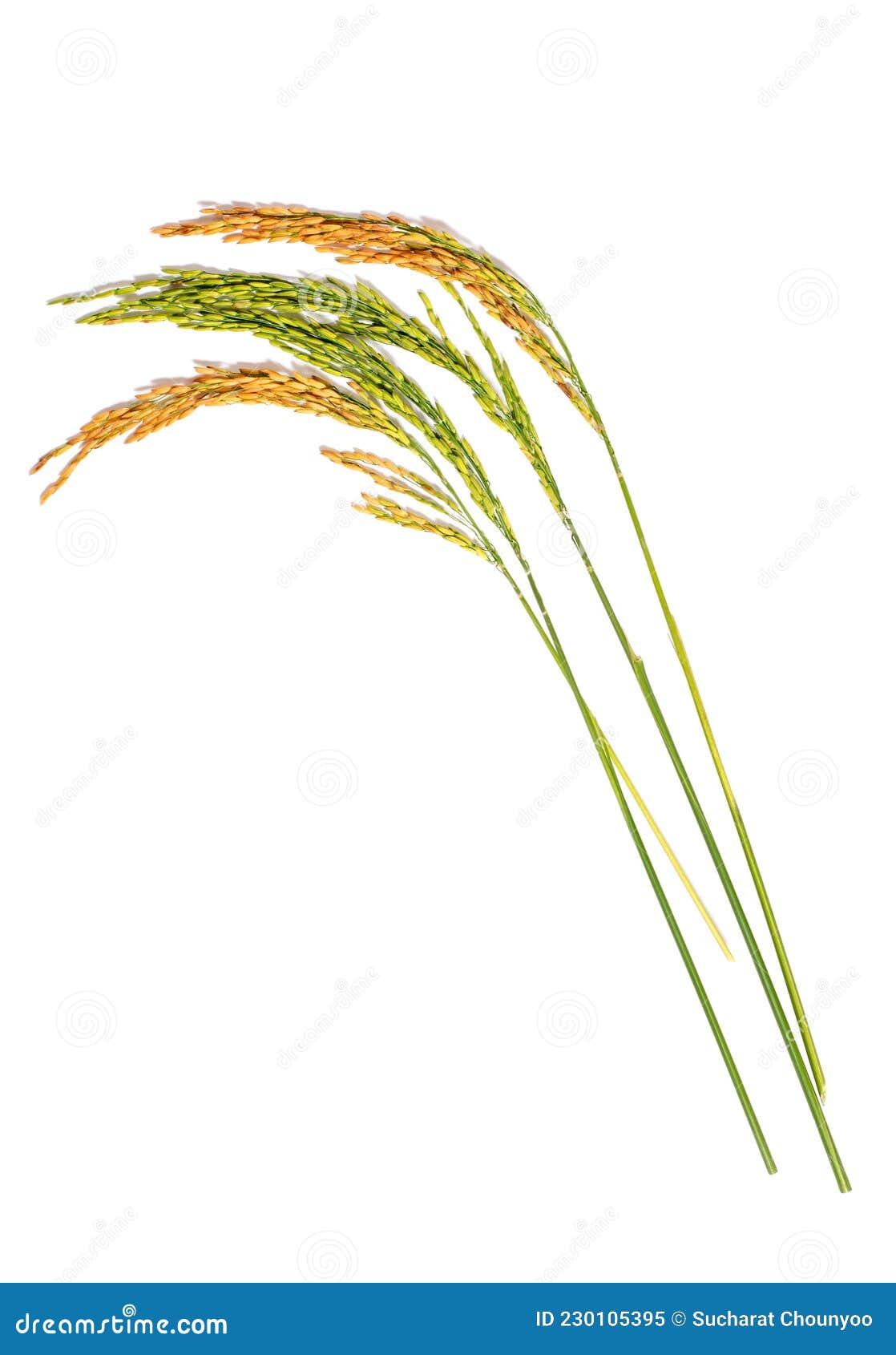 Ear of Paddy, Ears of Thai Jasmine Rice Isolated on White Background ...