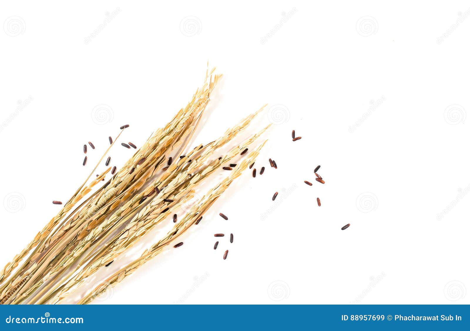 The Ear of Paddy Rice and Brown Raw Rice Seed on White Background. Copy ...