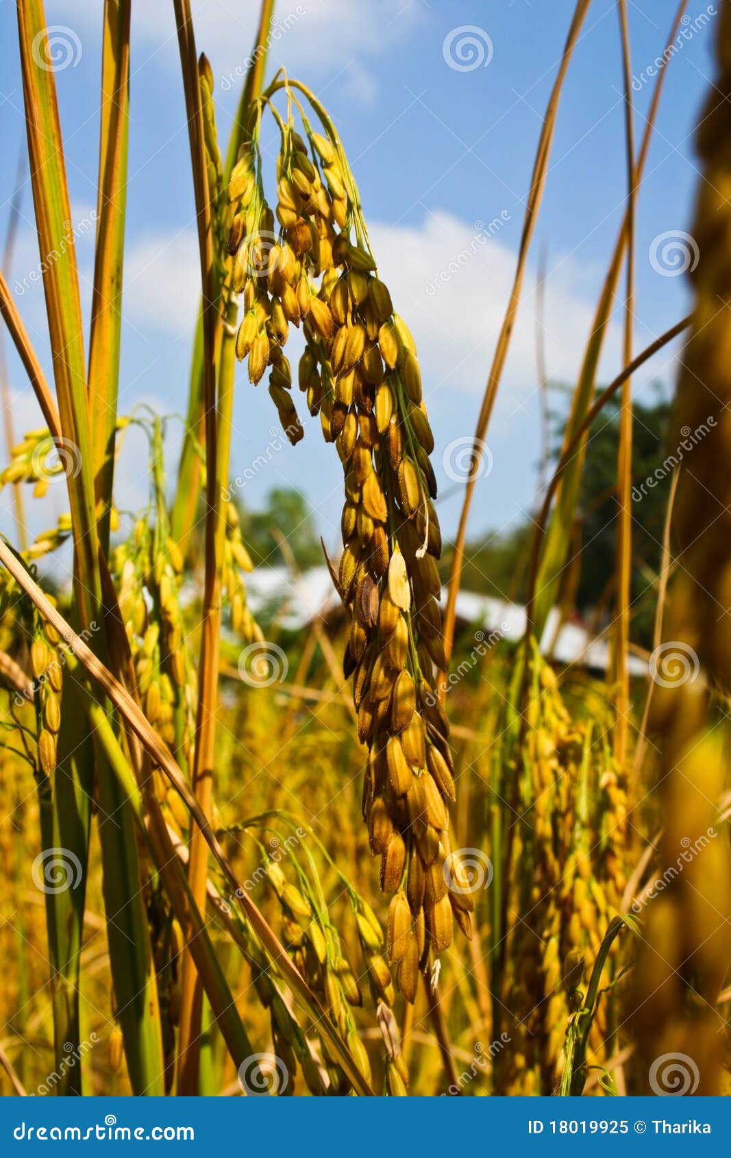 Royalty Free Images, Cartoons, Illustrations And Photos Designed By ...