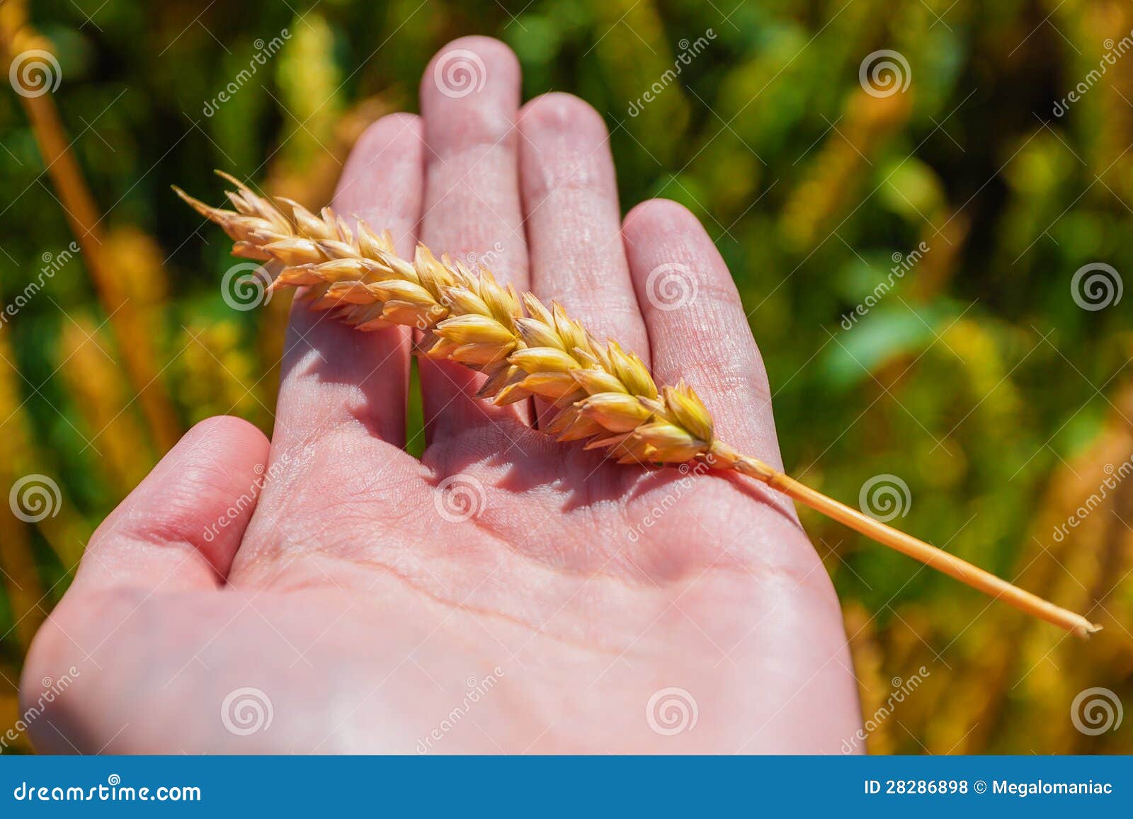 Ear on a palm stock photo. Image of finger, outdoor, crop - 28286898