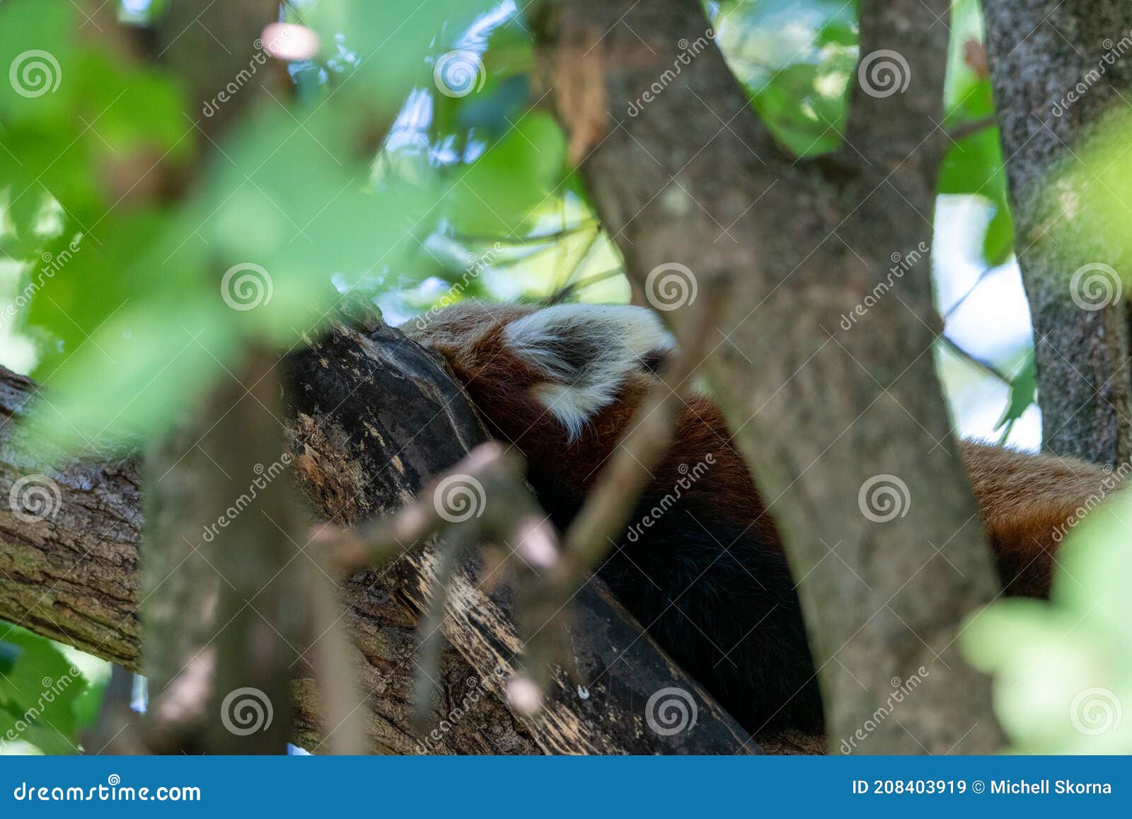 Ear of a Red Panda Peeking through Cover in a Tree Stock Image - Image ...