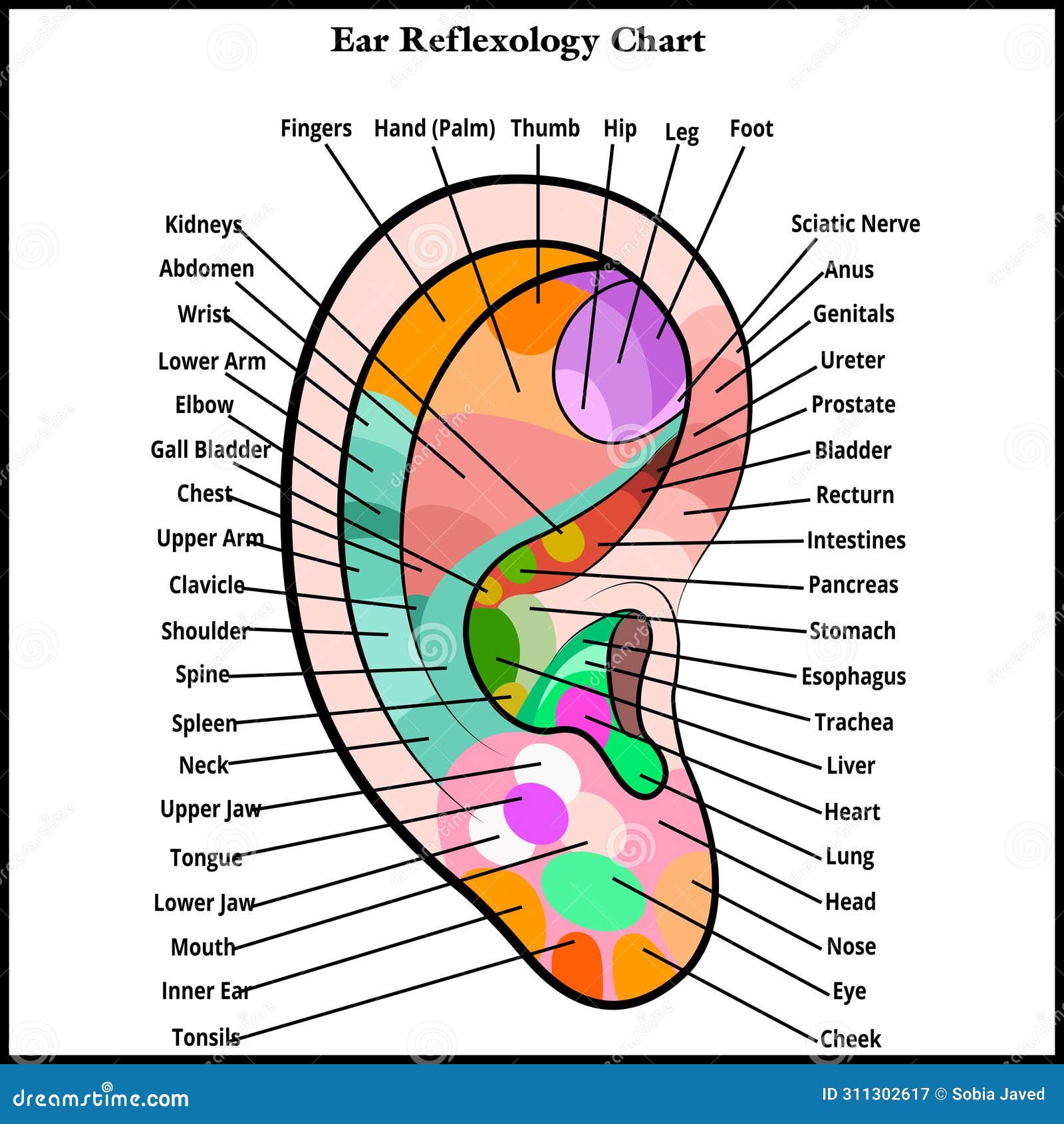 Ear Reflexology Chart, Ear Mapping with Description of the ...