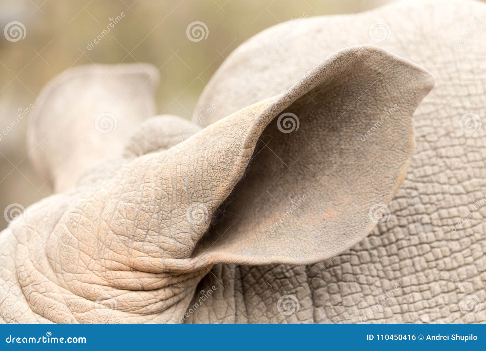 Ear rhinoceros in nature stock photo. Image of national - 110450416