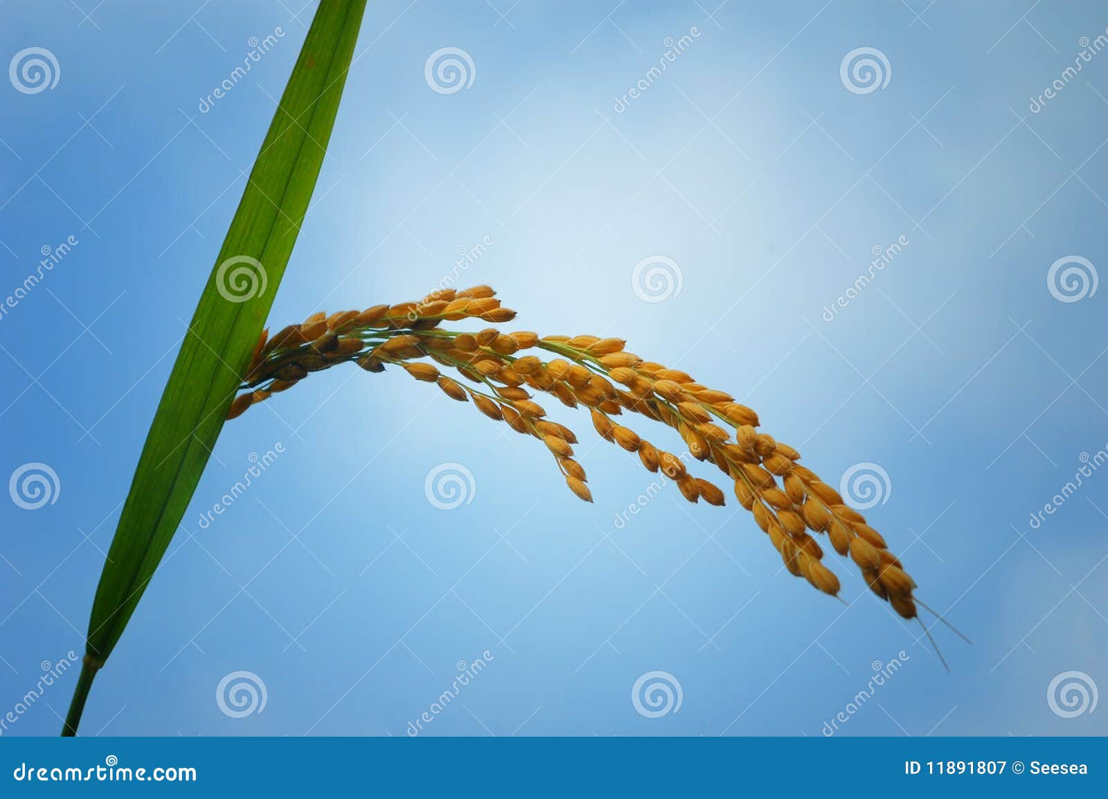 Ear of rice stock image. Image of outdoor, paddy, bright - 11891807