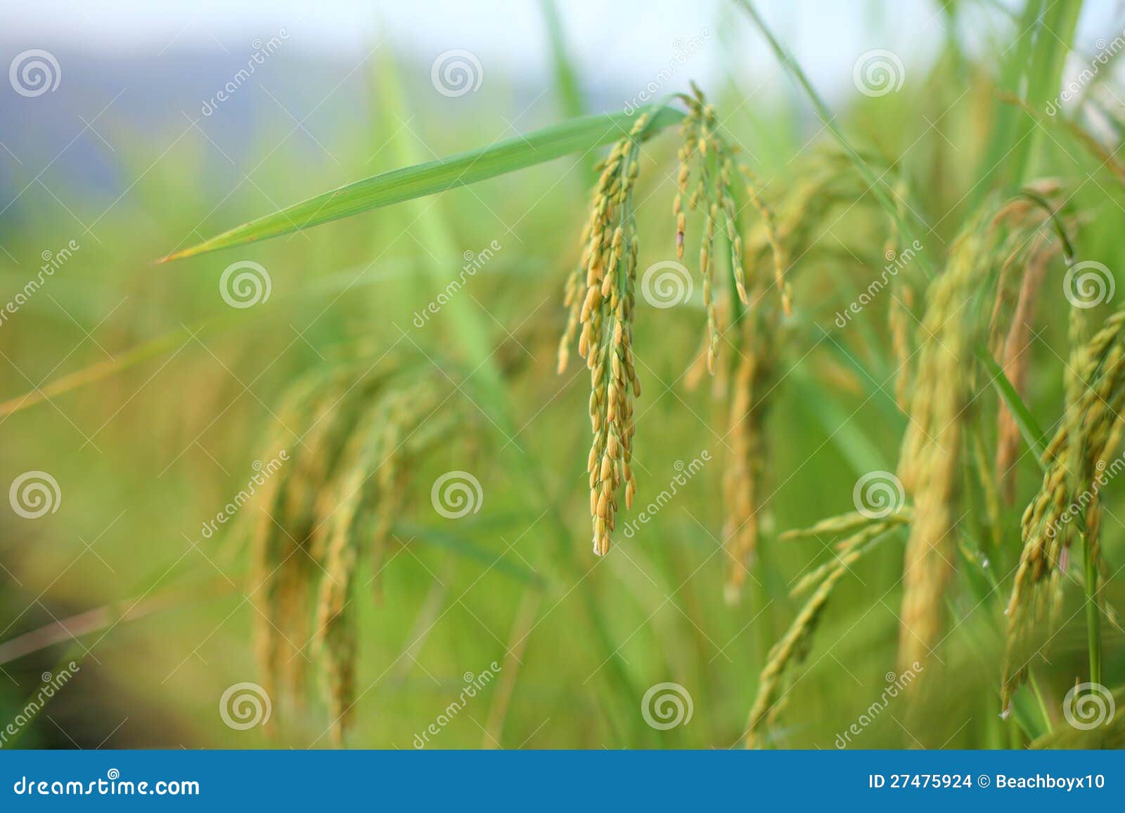 Ear of rice stock photo. Image of growth, farmland, gold - 27475924