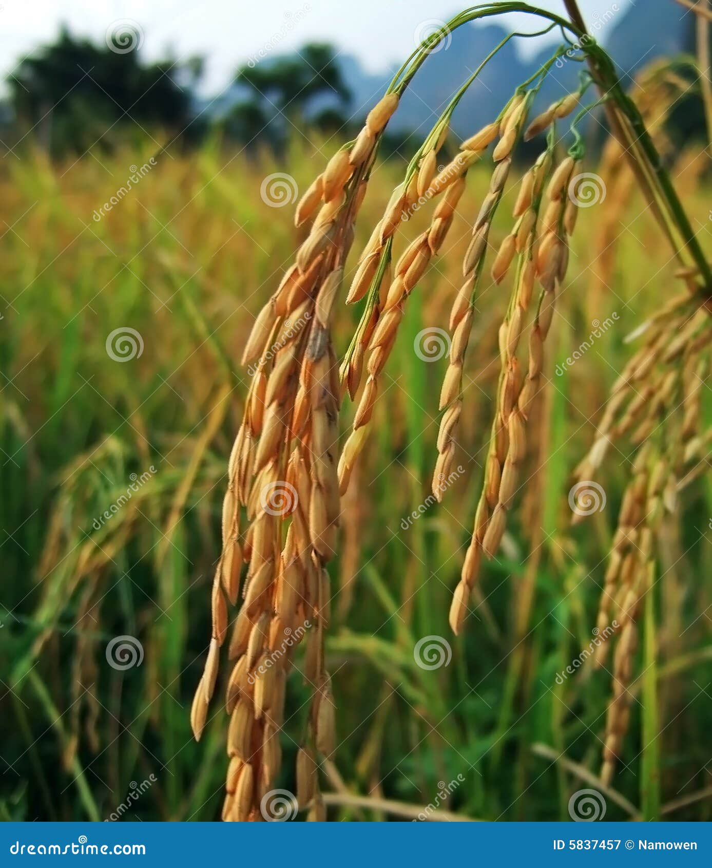 Ear of rice stock image. Image of yellow, lijiang, walk - 5837457