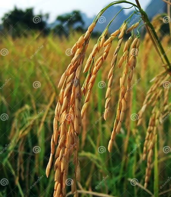 Ear of rice stock image. Image of yellow, lijiang, walk - 5837457
