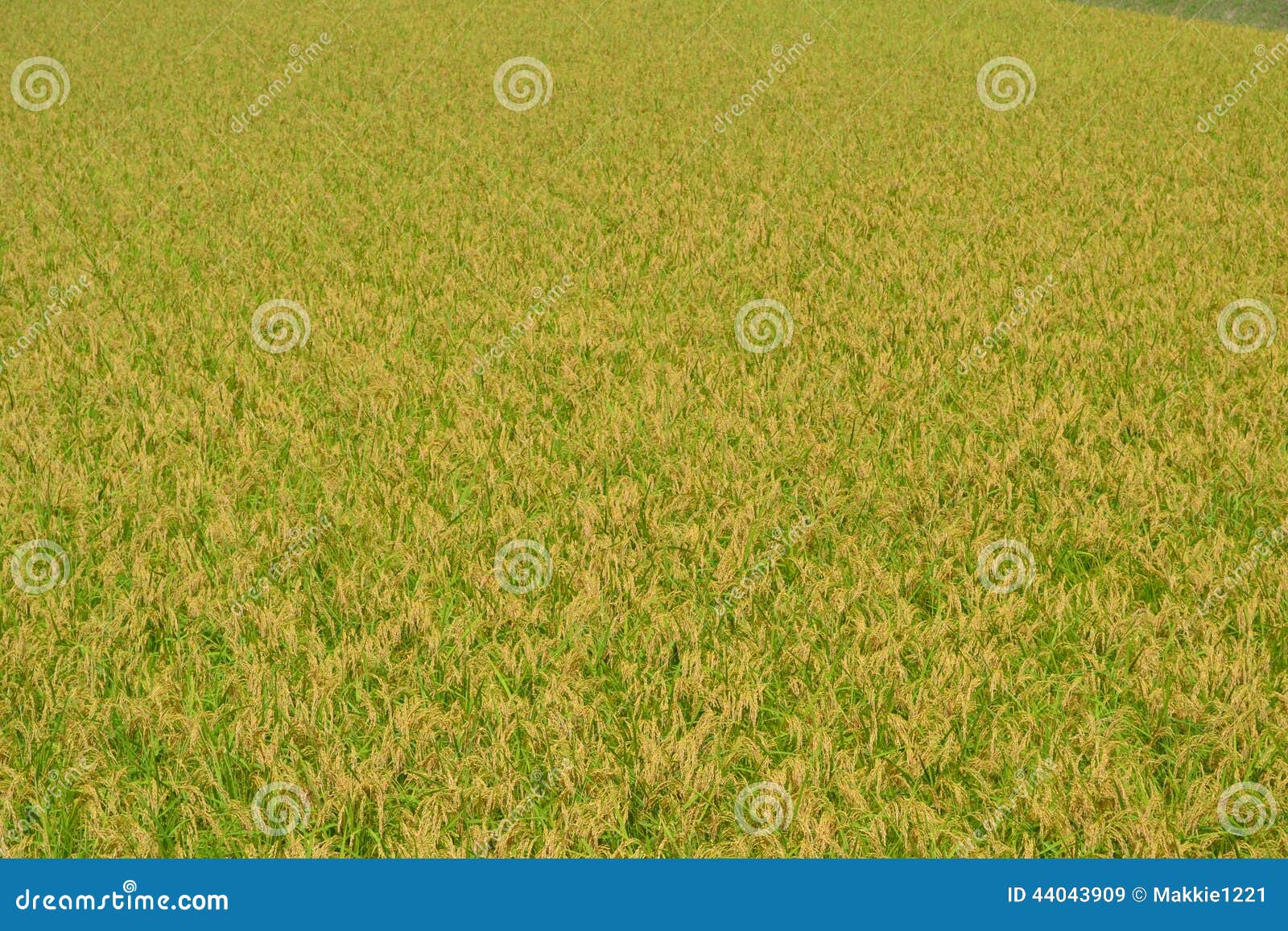 Ear of rice stock image. Image of rice, autumn, rural - 44043909