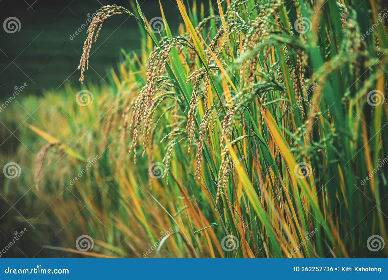 Ear of Rice. Close-up To Rice Seeds in Ear of Paddy Stock Photo - Image ...
