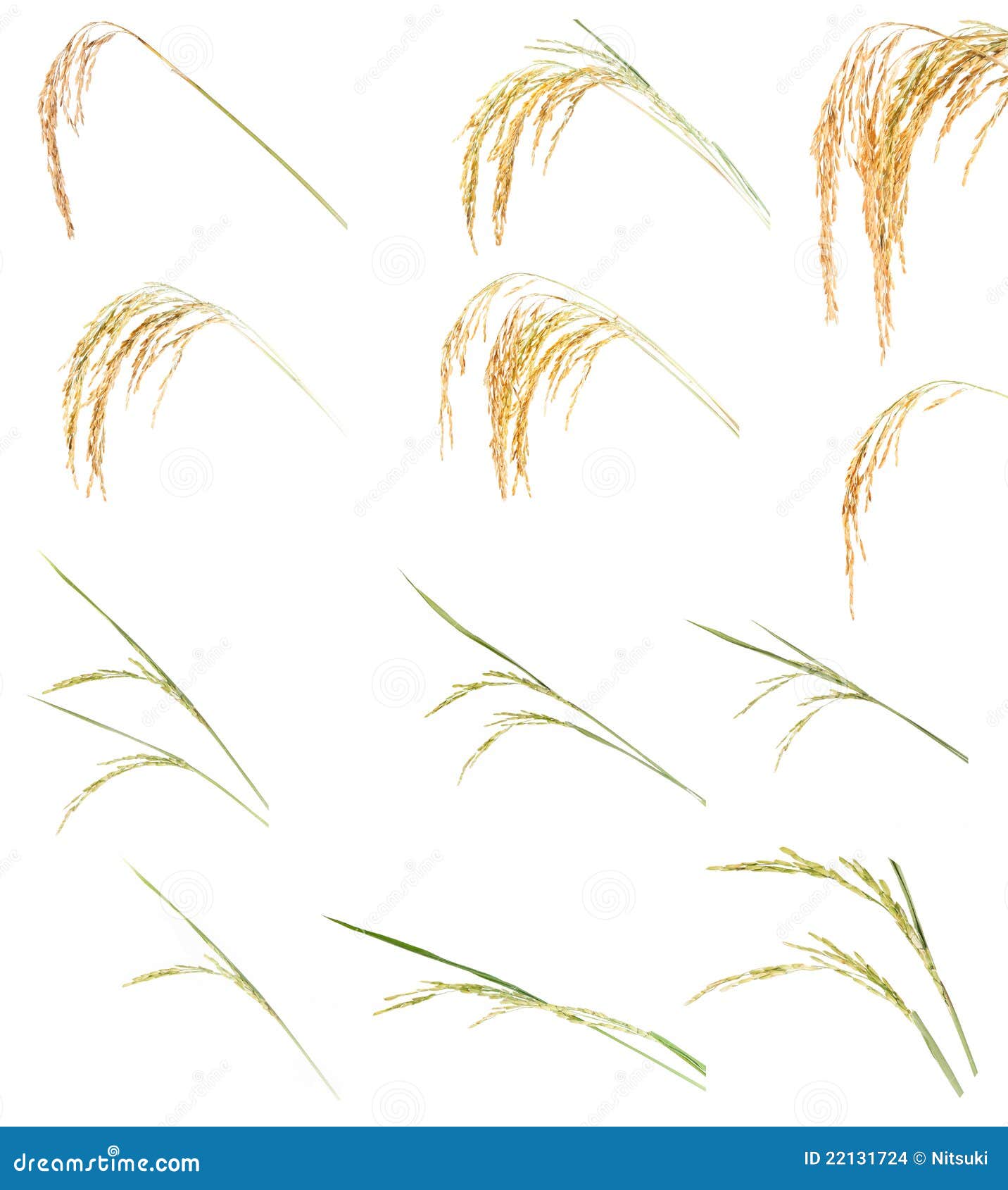 Golden Rices Stock Illustrations – 2 Golden Rices Stock Illustrations ...