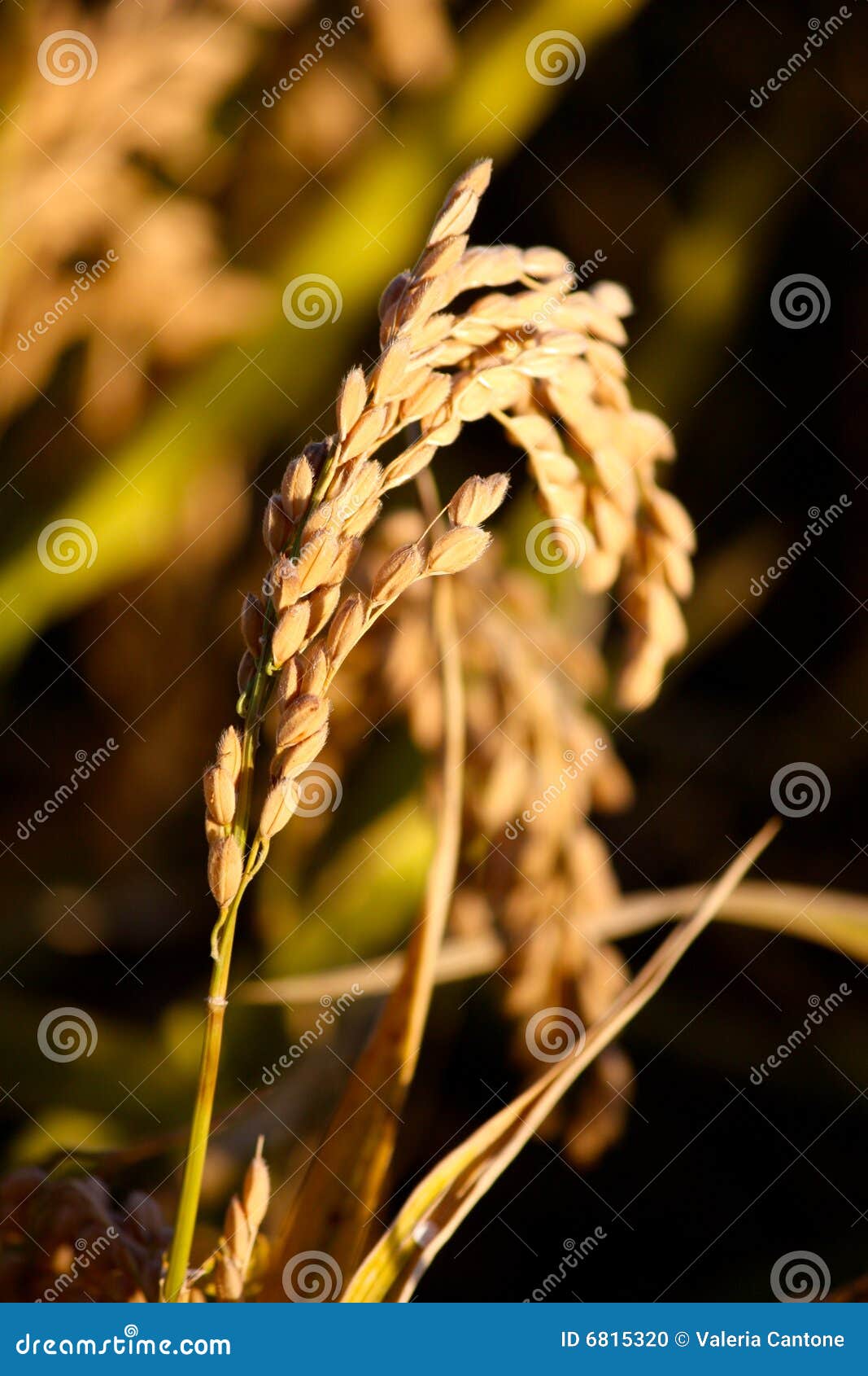 Ear of rice in a field stock photo. Image of diet, color - 6815320