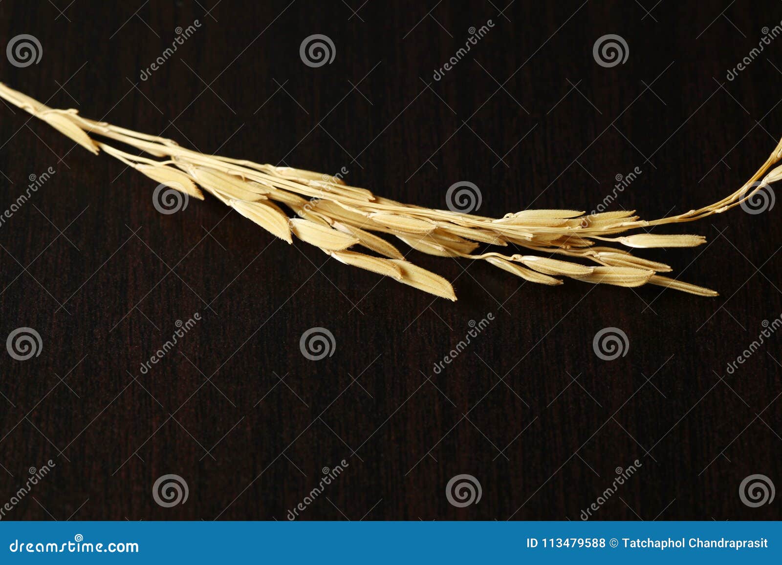 Ear of rice grain. stock photo. Image of rural, grains - 113479588